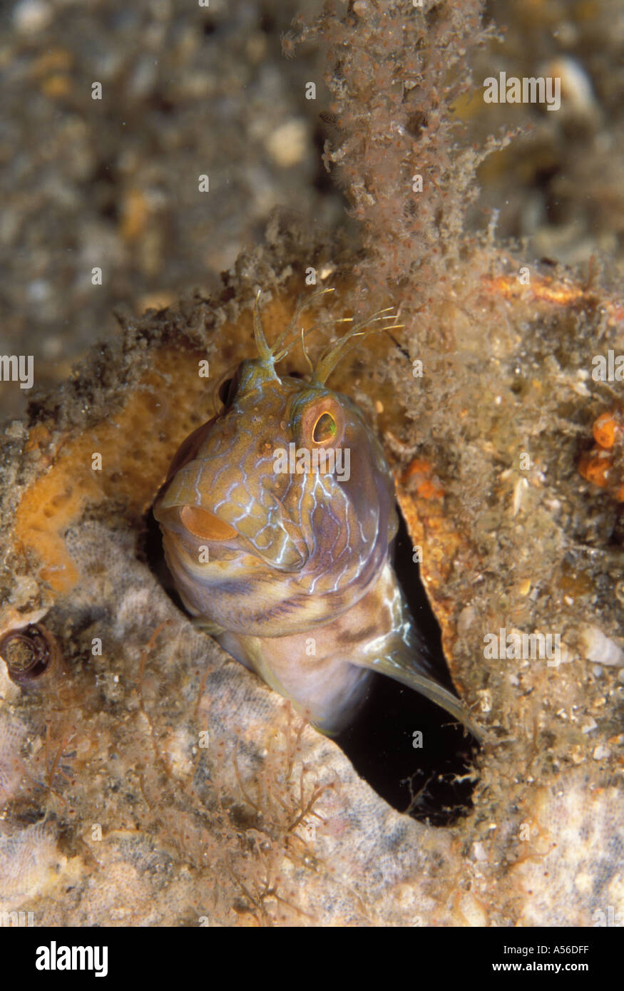Seaweed Blenny Parablennius marmoreus Stock Photo - Alamy