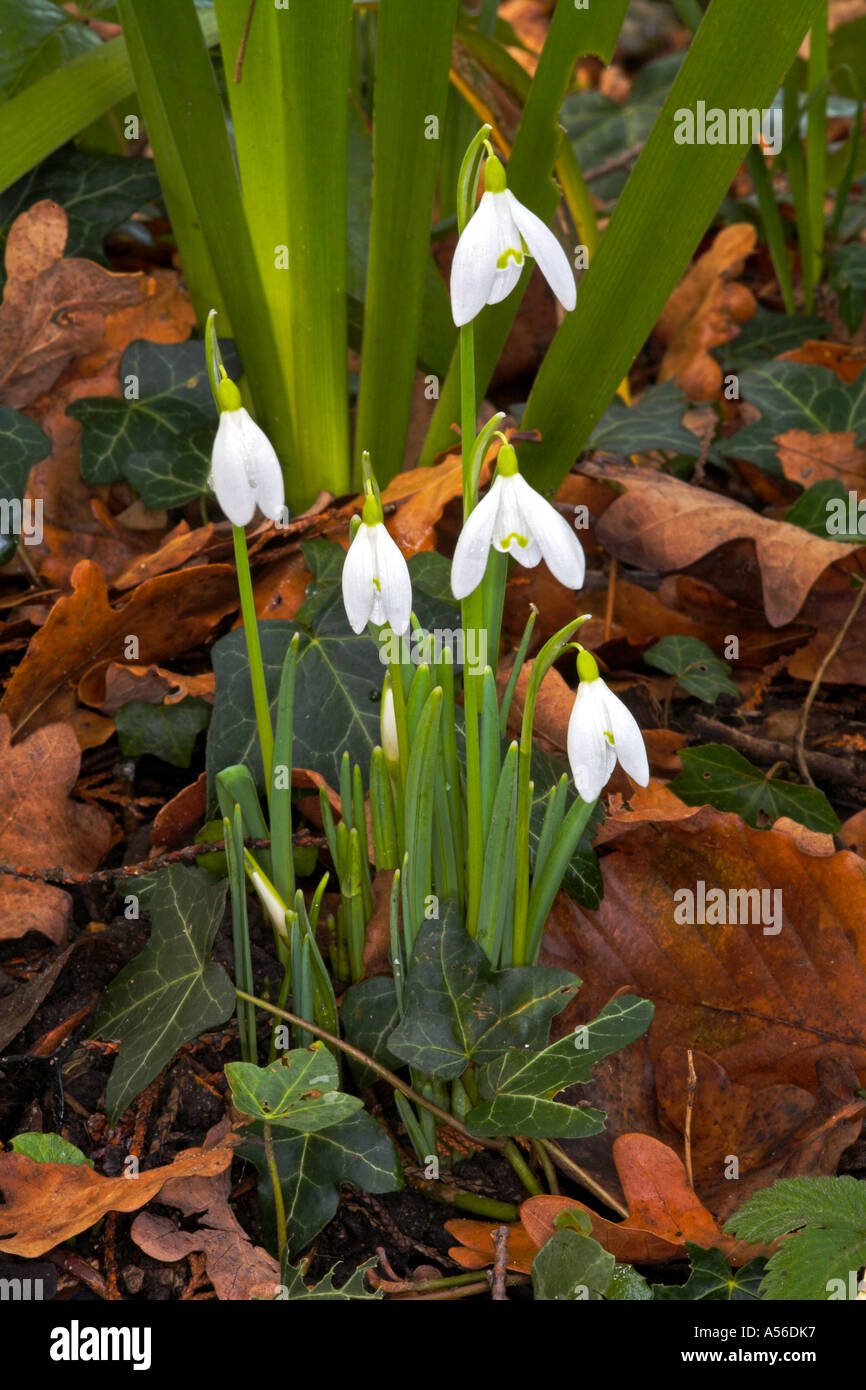 Snowdrops spring flowers close hi-res stock photography and images - Alamy