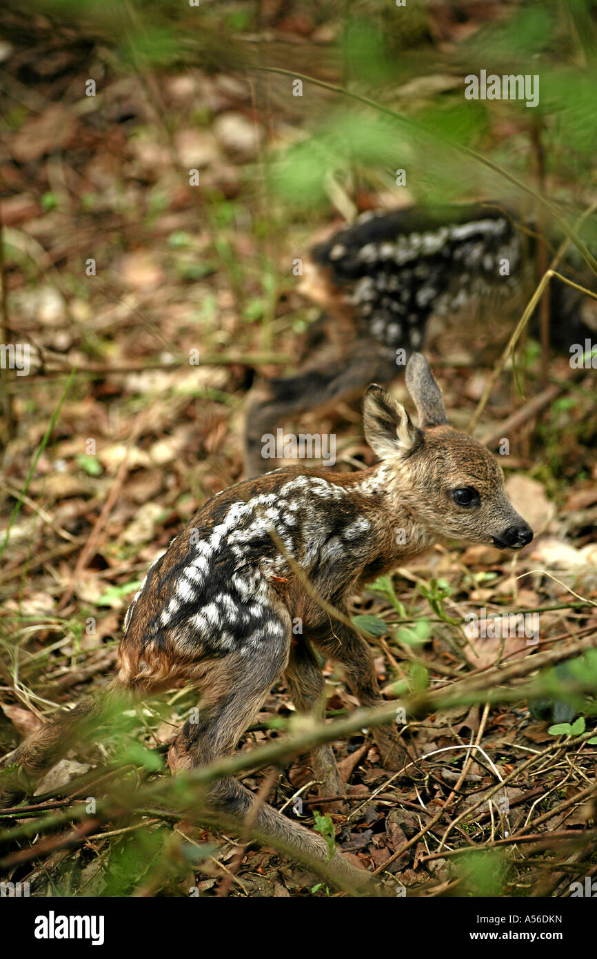 Roe Deer Fawn Europe Stock Photo - Alamy