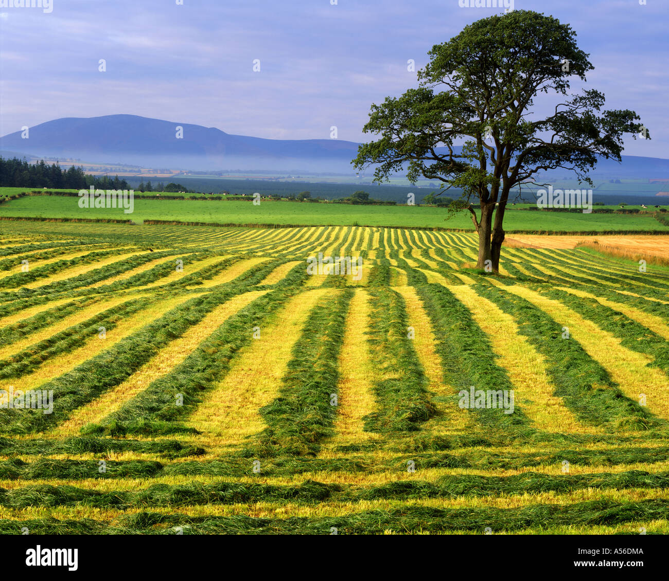 Mouswald hi-res stock photography and images - Alamy