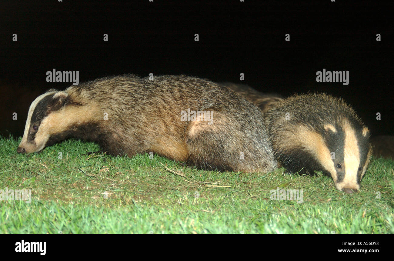 Badger meles meles two badgers hi-res stock photography and images - Alamy