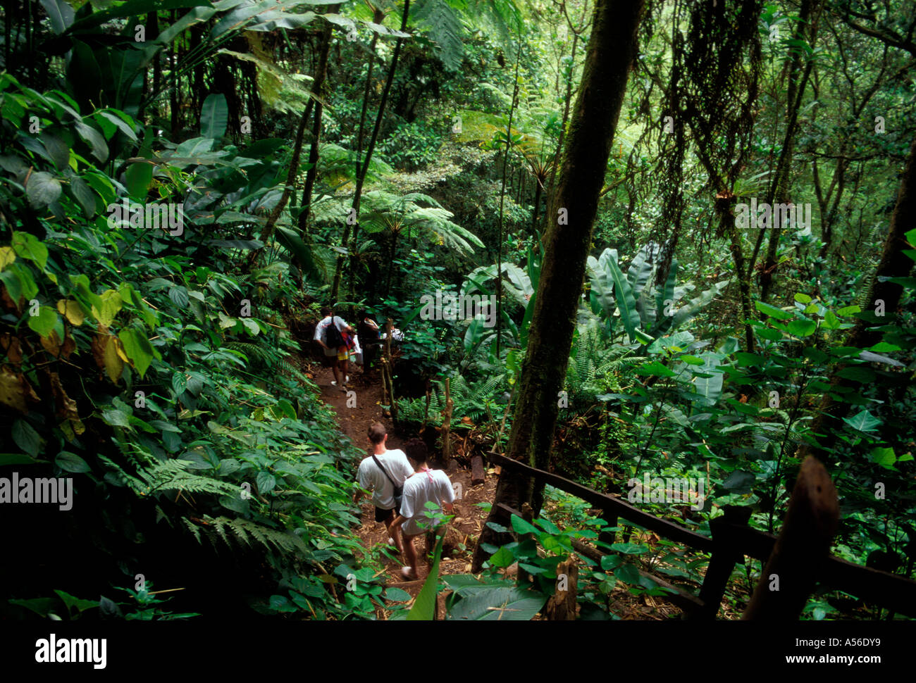 Rainforest martinique hi-res stock photography and images - Alamy