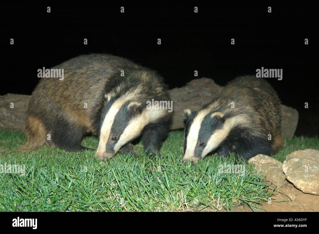 Badger meles meles two badgers hi-res stock photography and images - Alamy