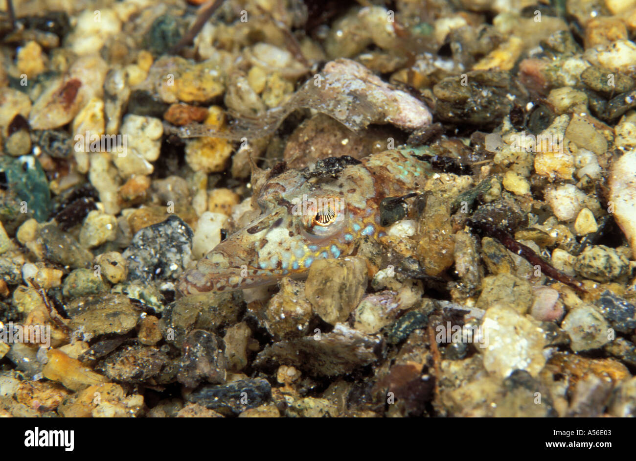Sand Diver undescribed Stock Photo - Alamy