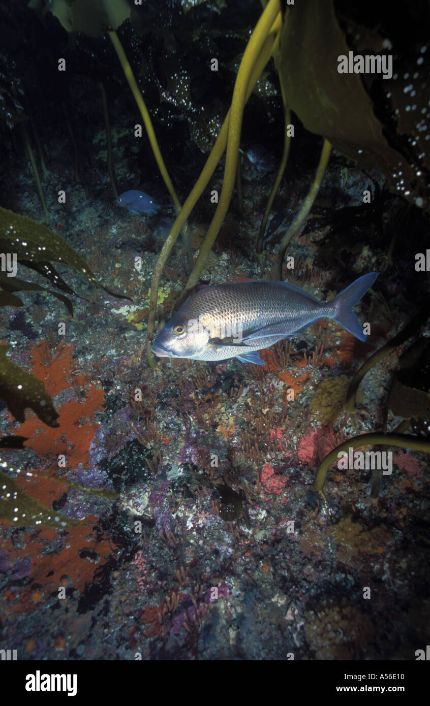 Porae Nemadactylus douglasii Stock Photo - Alamy