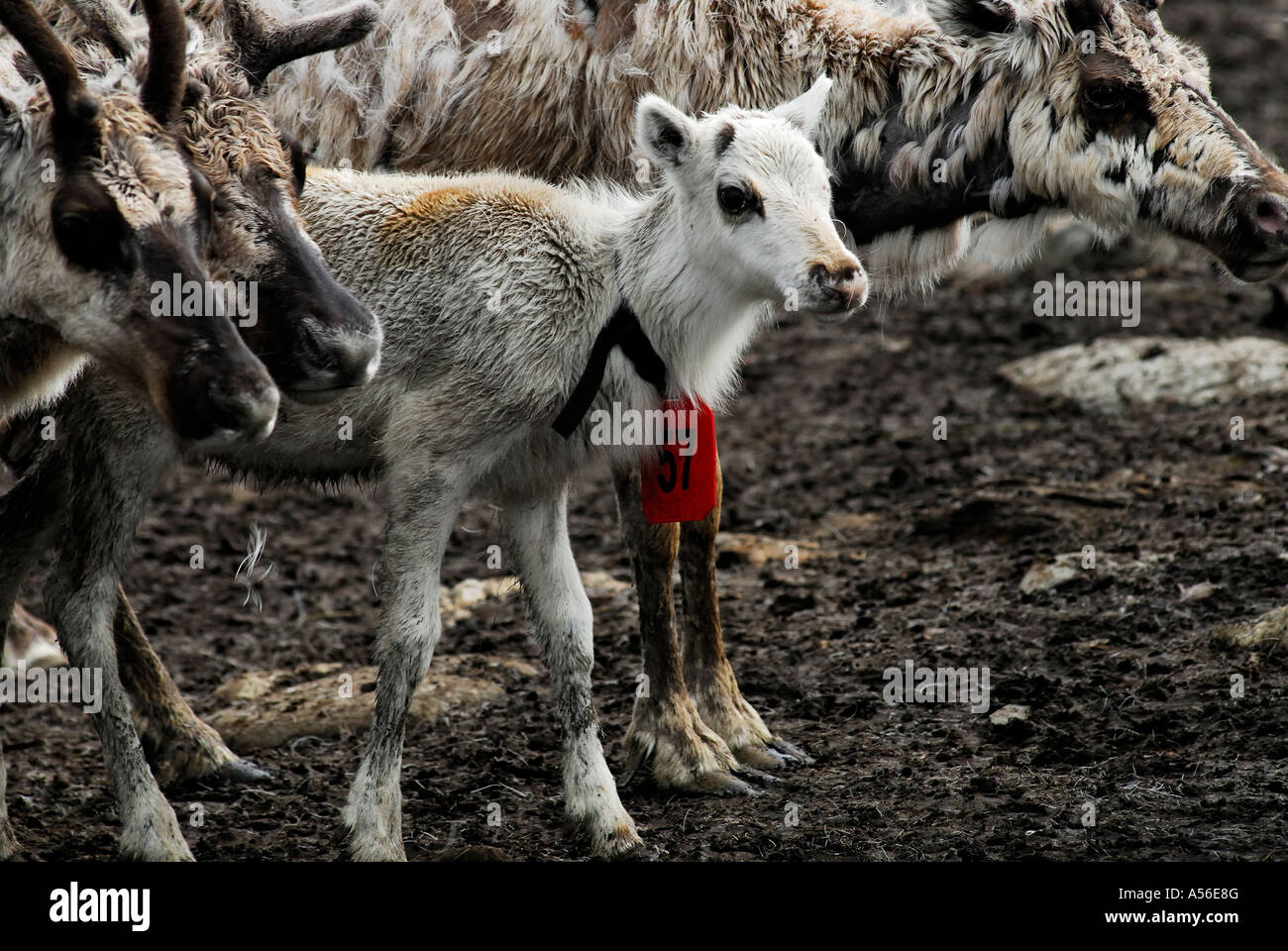 Muettertiere hi-res stock photography and images - Alamy