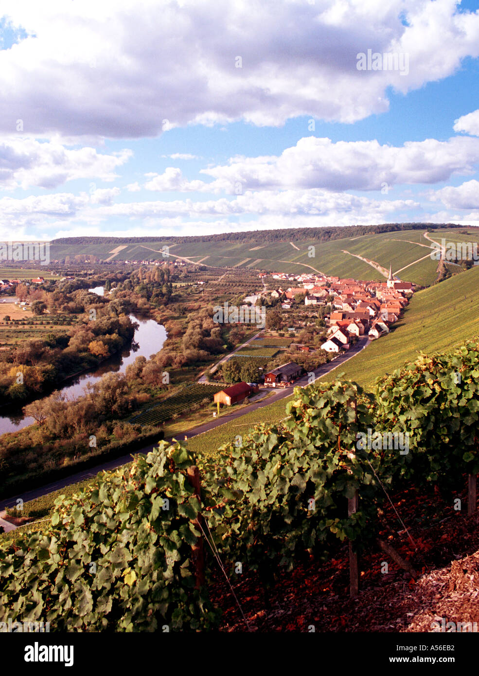 Europe Germany Bavaria Franken Main Valley near Volkach vineyards wine ...