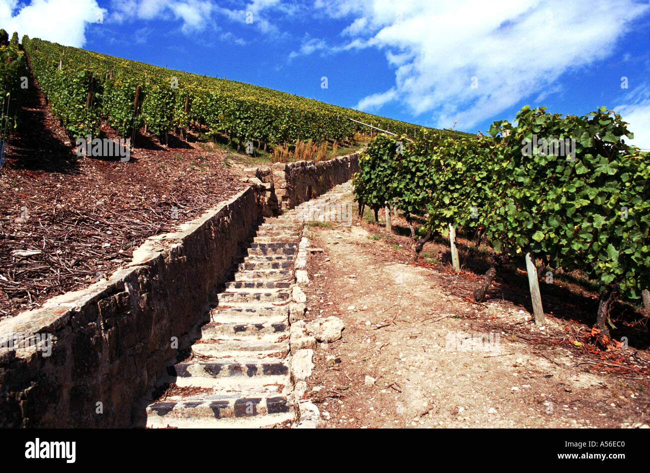 Europe Germany Franken Main Valley near Volkach wine vineyard Stock ...