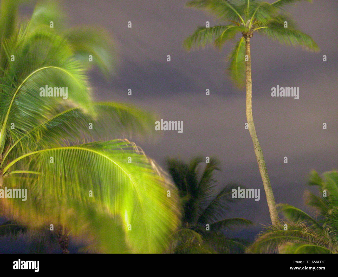 Palm trees at night in Florida Stock Photo - Alamy
