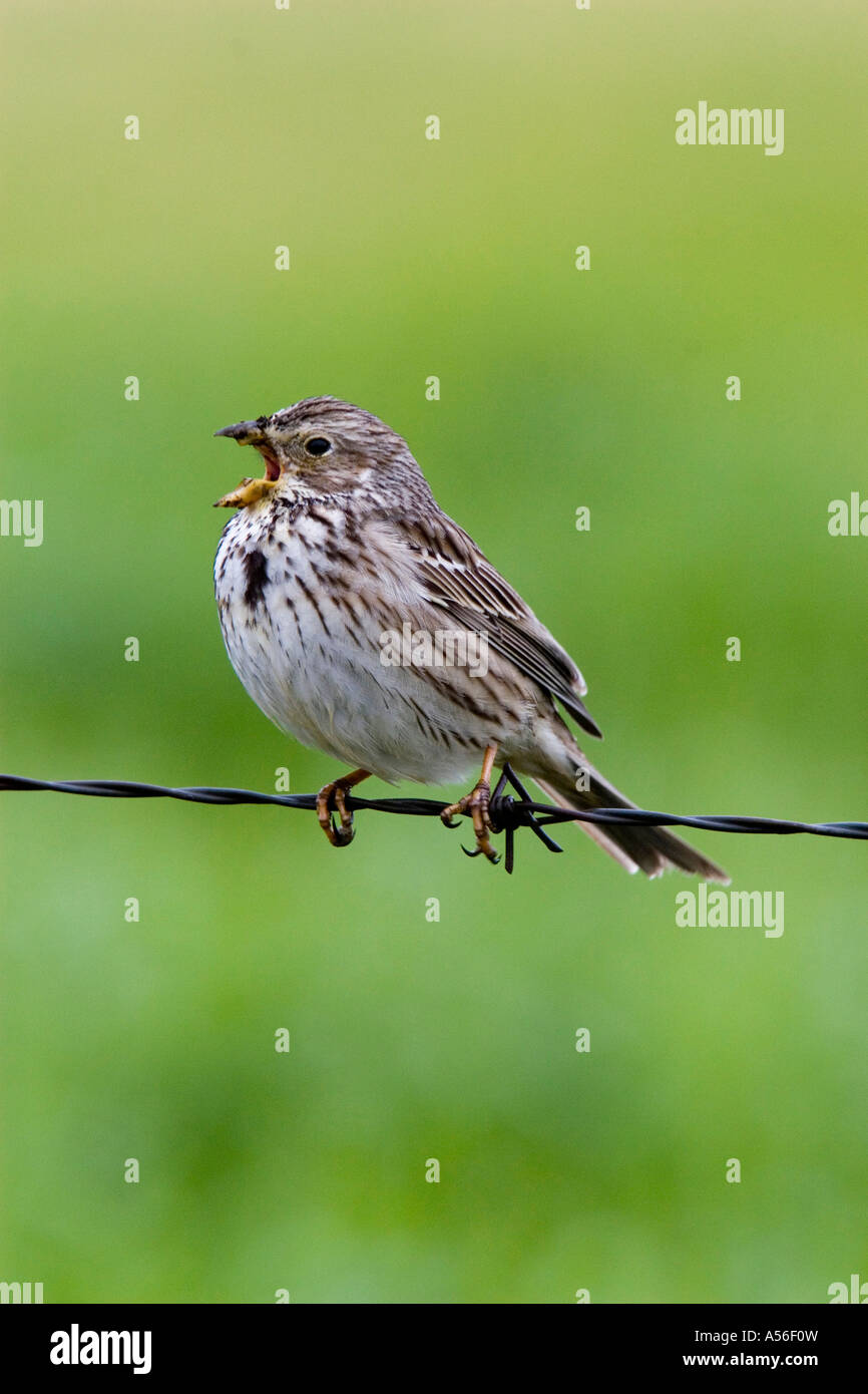 singing corn bunting Stock Photo - Alamy