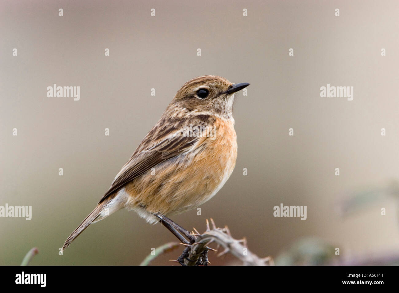 Common Stonechat female Stock Photo - Alamy