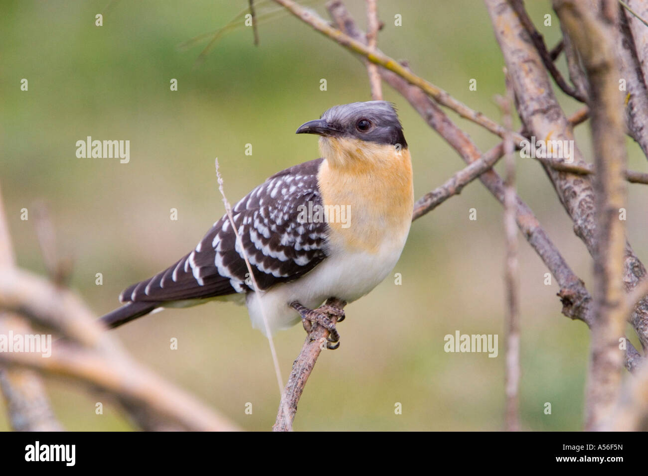 Great Spotted Cuckoo photographed in Spain Extremadura Stock Photo - Alamy