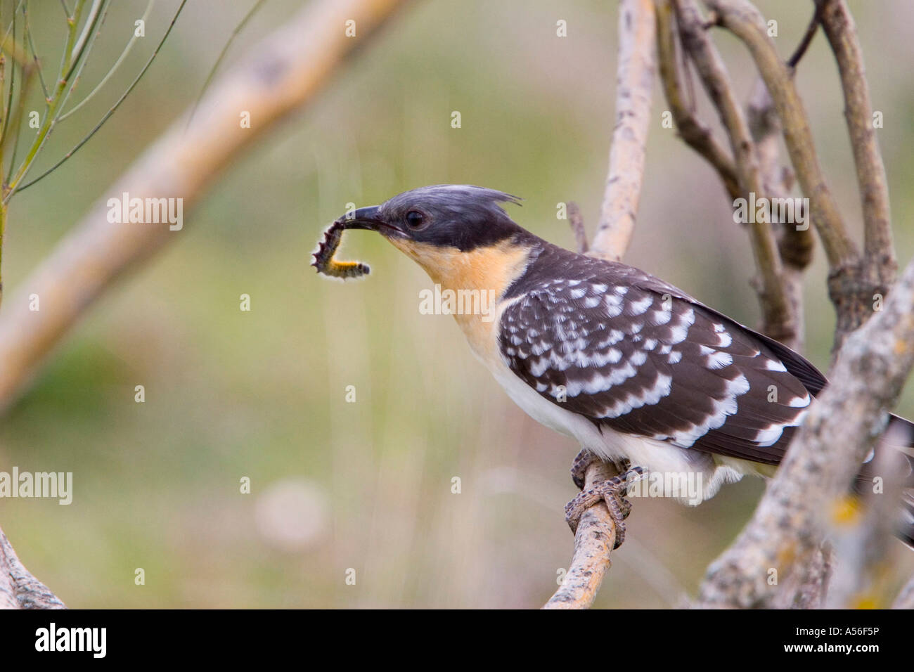 Great Spotted Cuckoo Clamator glandarius eating a Caterpillar Stock ...