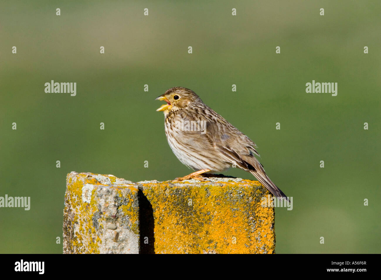 singing corn bunting Stock Photo - Alamy