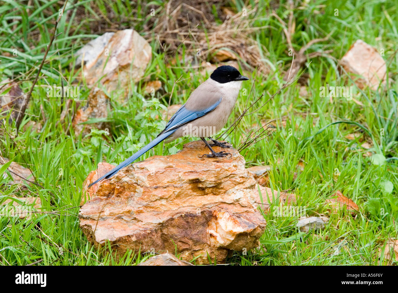 Azure winged Magpie Extremadura Spain Stock Photo - Alamy