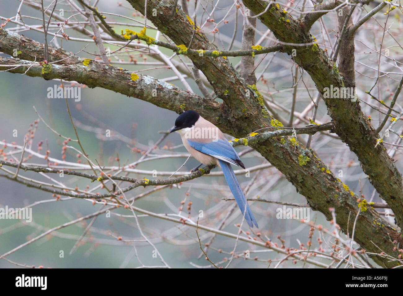 Azure winged Magpie Extremadura Spain Stock Photo - Alamy