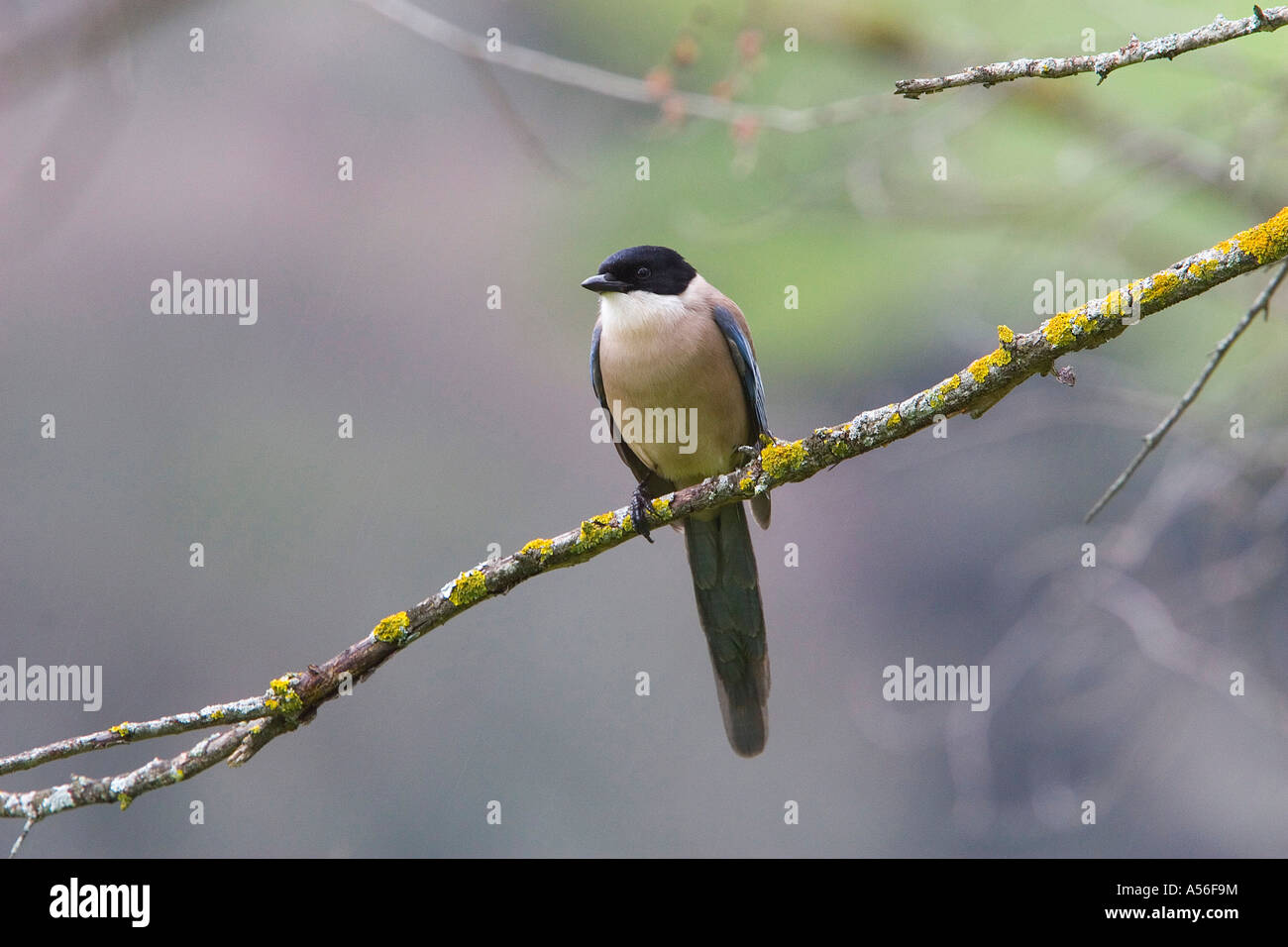 Azure winged Magpie Extremadura Spain Stock Photo - Alamy