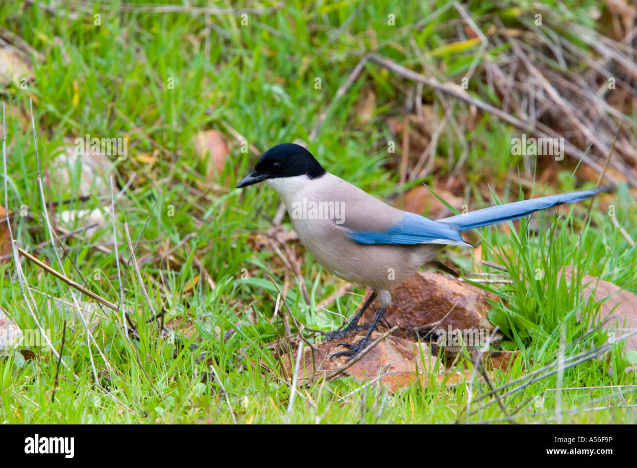 Azure winged Magpie Extremadura Spain Stock Photo - Alamy