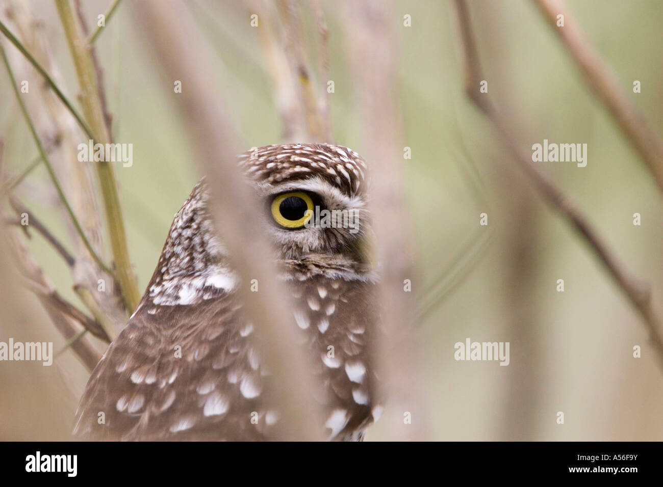 Little owl looks out of bush Stock Photo - Alamy