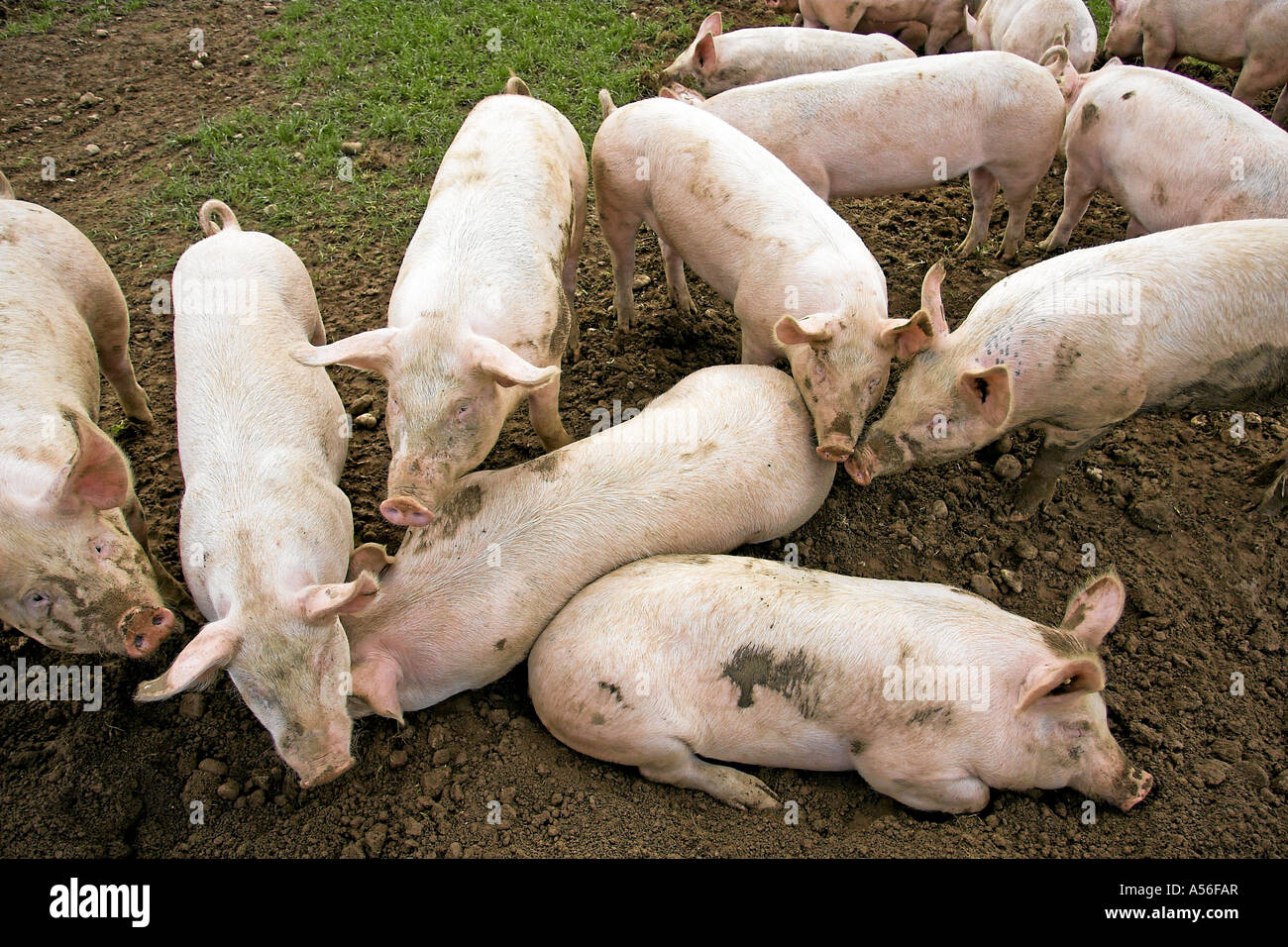 Hausschwein Domestic Pic Schweiz Swizerland Stock Photo - Alamy