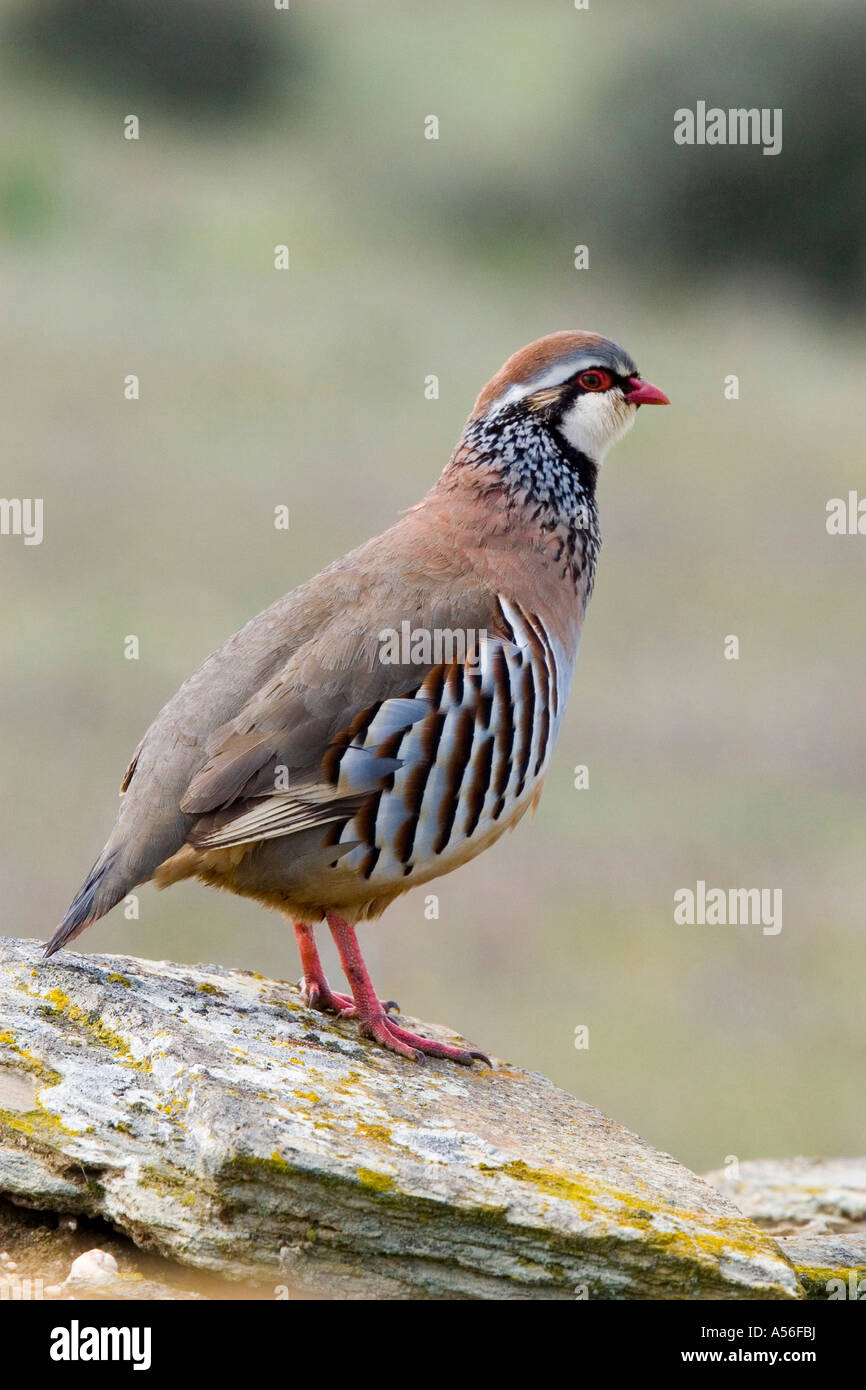 Hunt partridge hi-res stock photography and images - Alamy