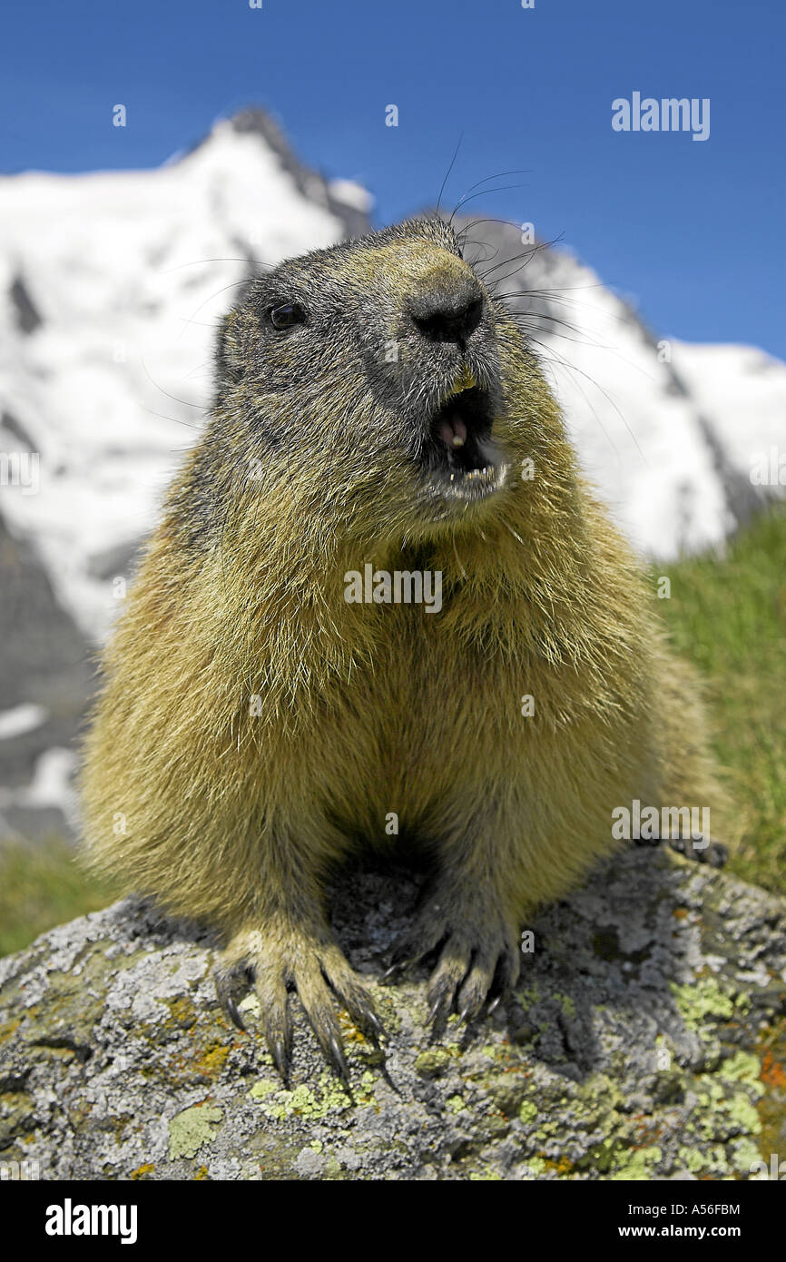 Murmeltier Alpen Marmoto marmota marmot Alps Austria Österreich ...
