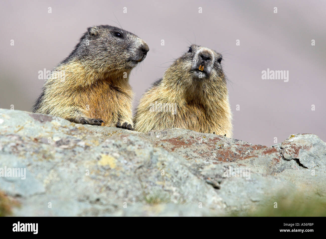 Murmeltier Alpen Marmoto marmota marmot Alps Austria Österreich ...