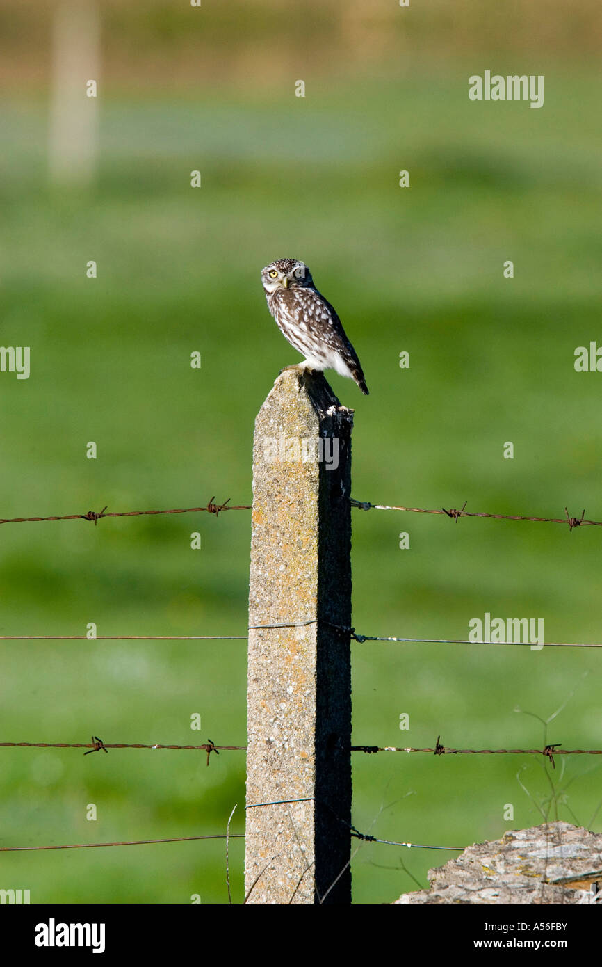 Little owl on farmland fence watching Stock Photo - Alamy
