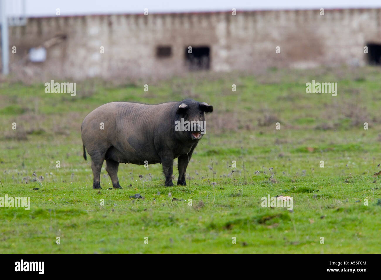 Spanish black pig Stock Photo - Alamy