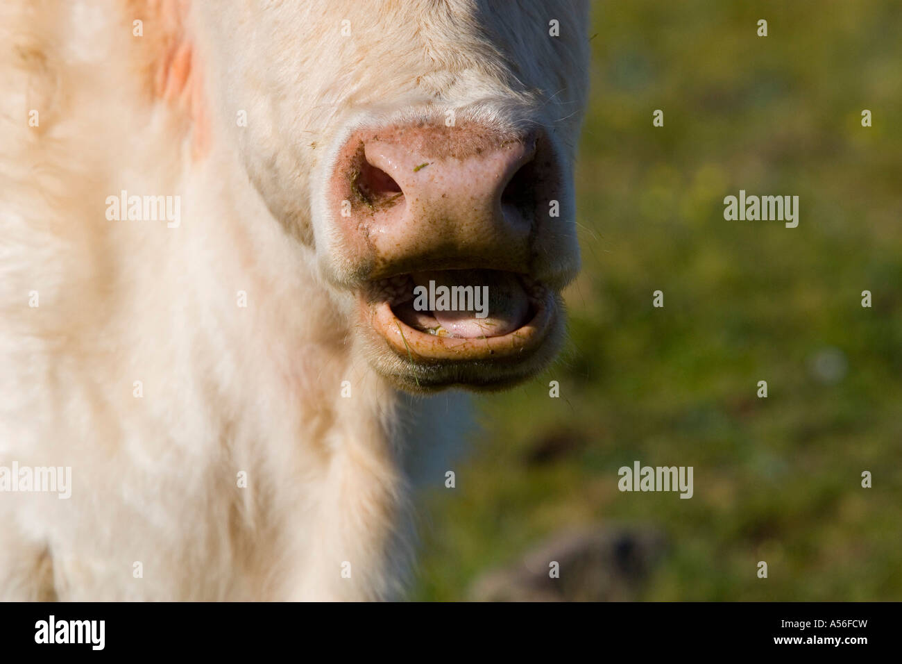 Mouth cattle hi-res stock photography and images - Alamy