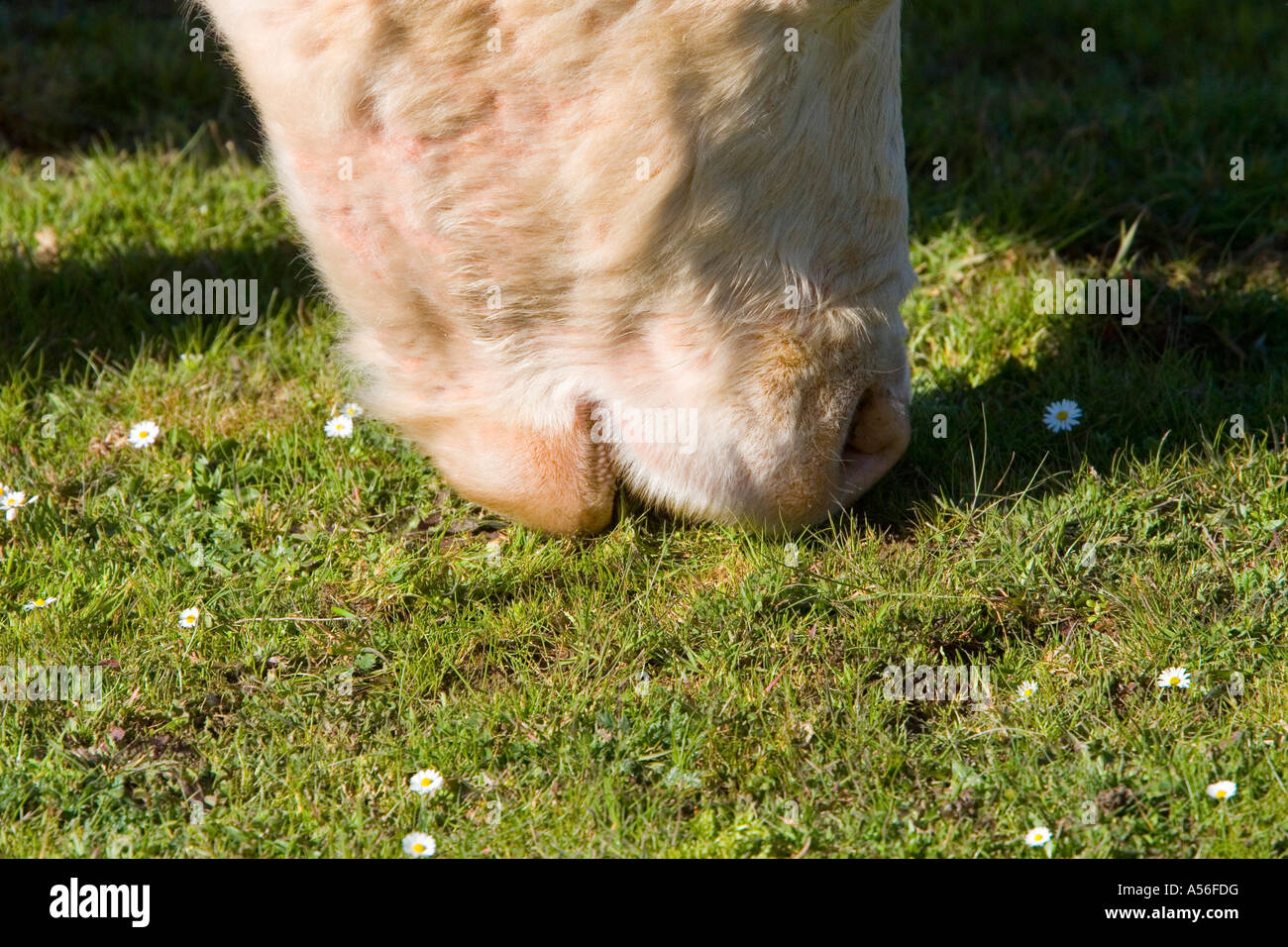 cow eating grass Stock Photo - Alamy