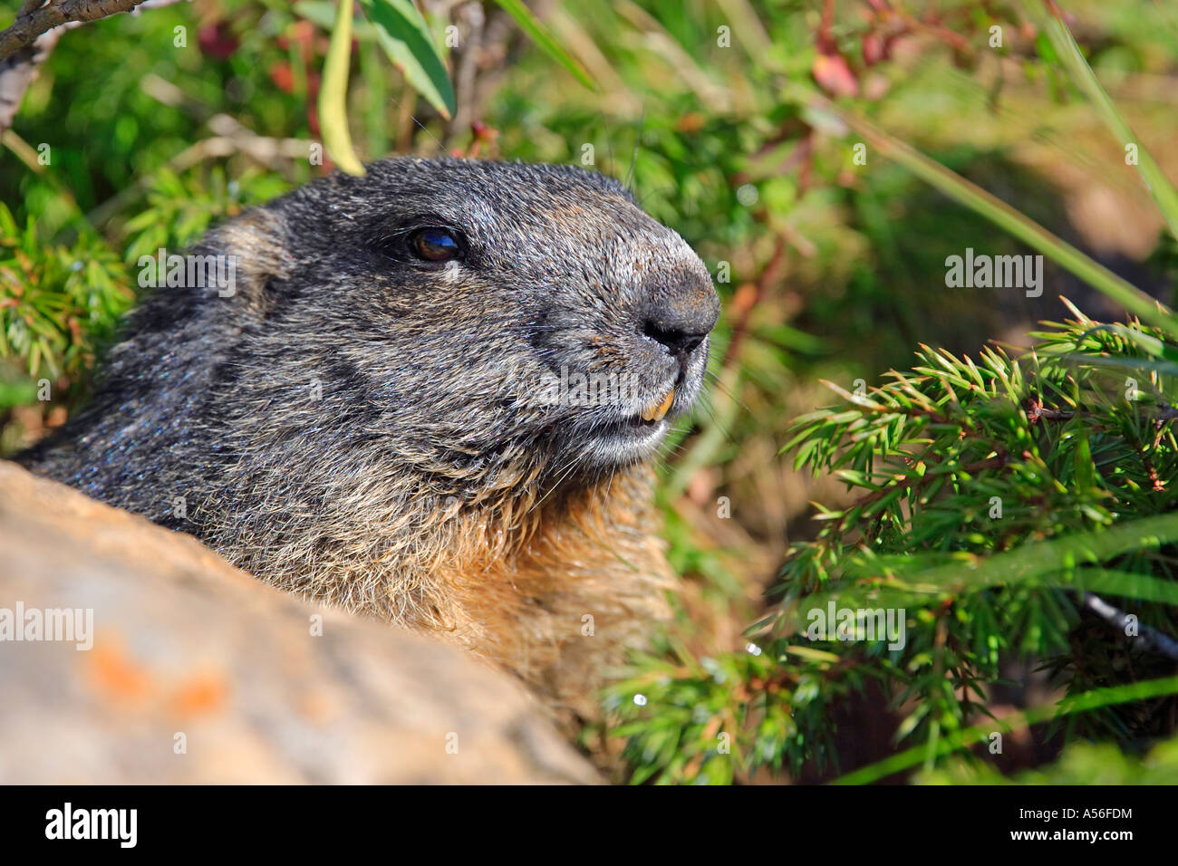 Murmeltier Alpen Marmoto marmota Schweiz Berner Oberland Stock Photo ...