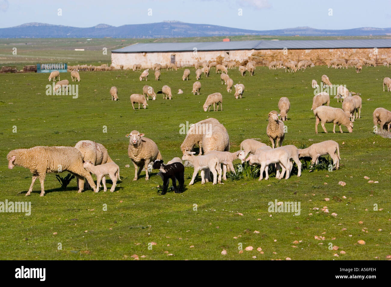 Black lamb hi-res stock photography and images - Alamy