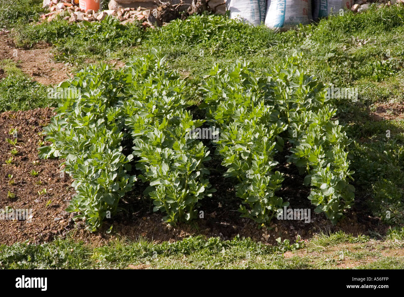 Rows of Broad beans Stock Photo - Alamy