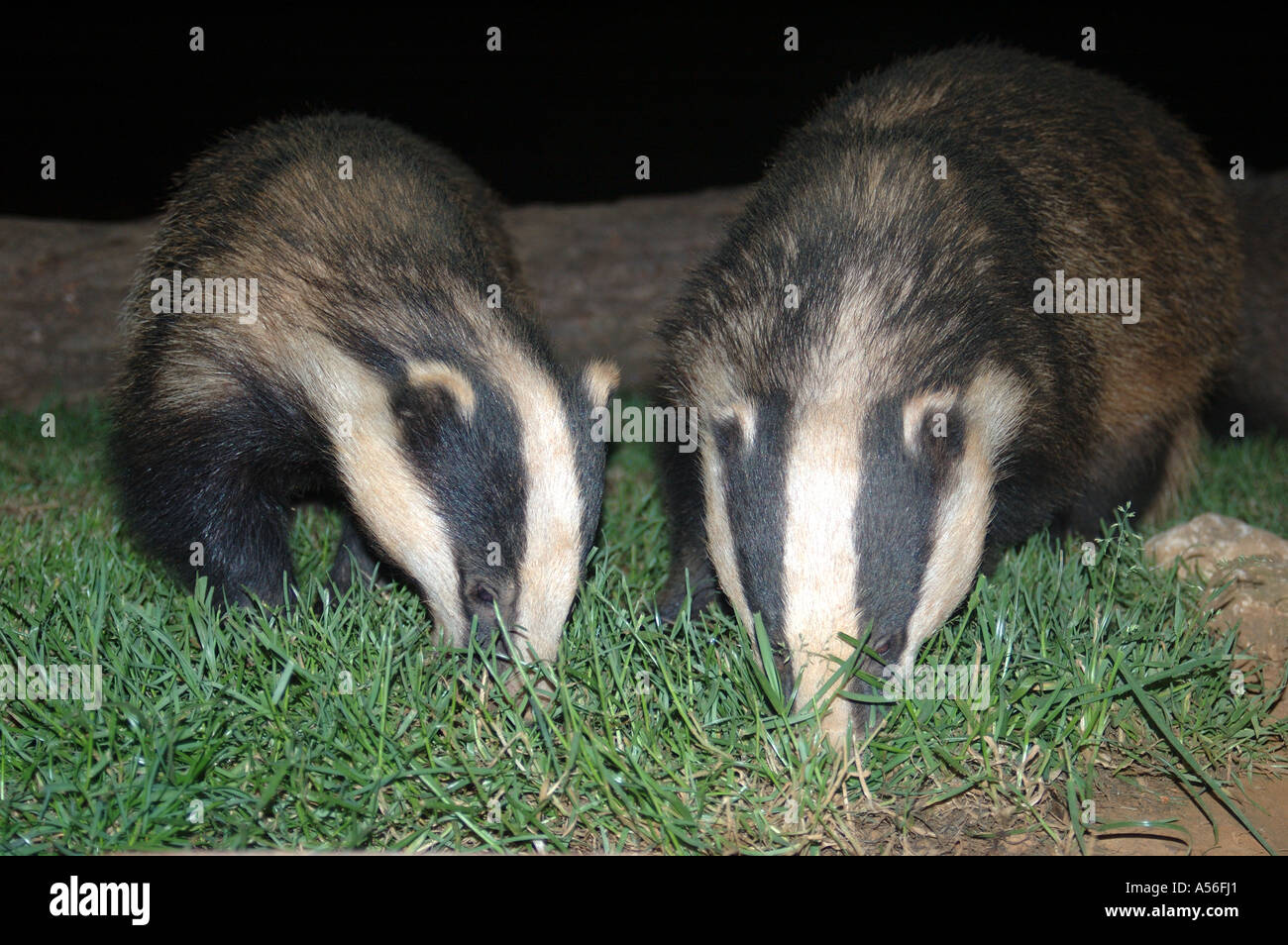Meles meles, Badger, Two badgers foraging for food Stock Photo - Alamy