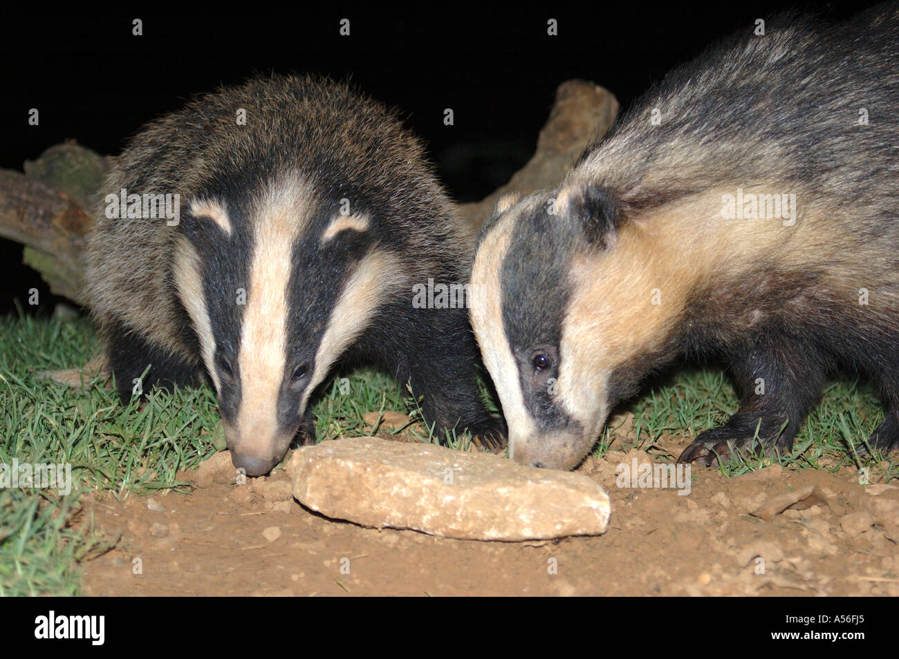 Meles meles, Badger,Male and female feeding Stock Photo - Alamy