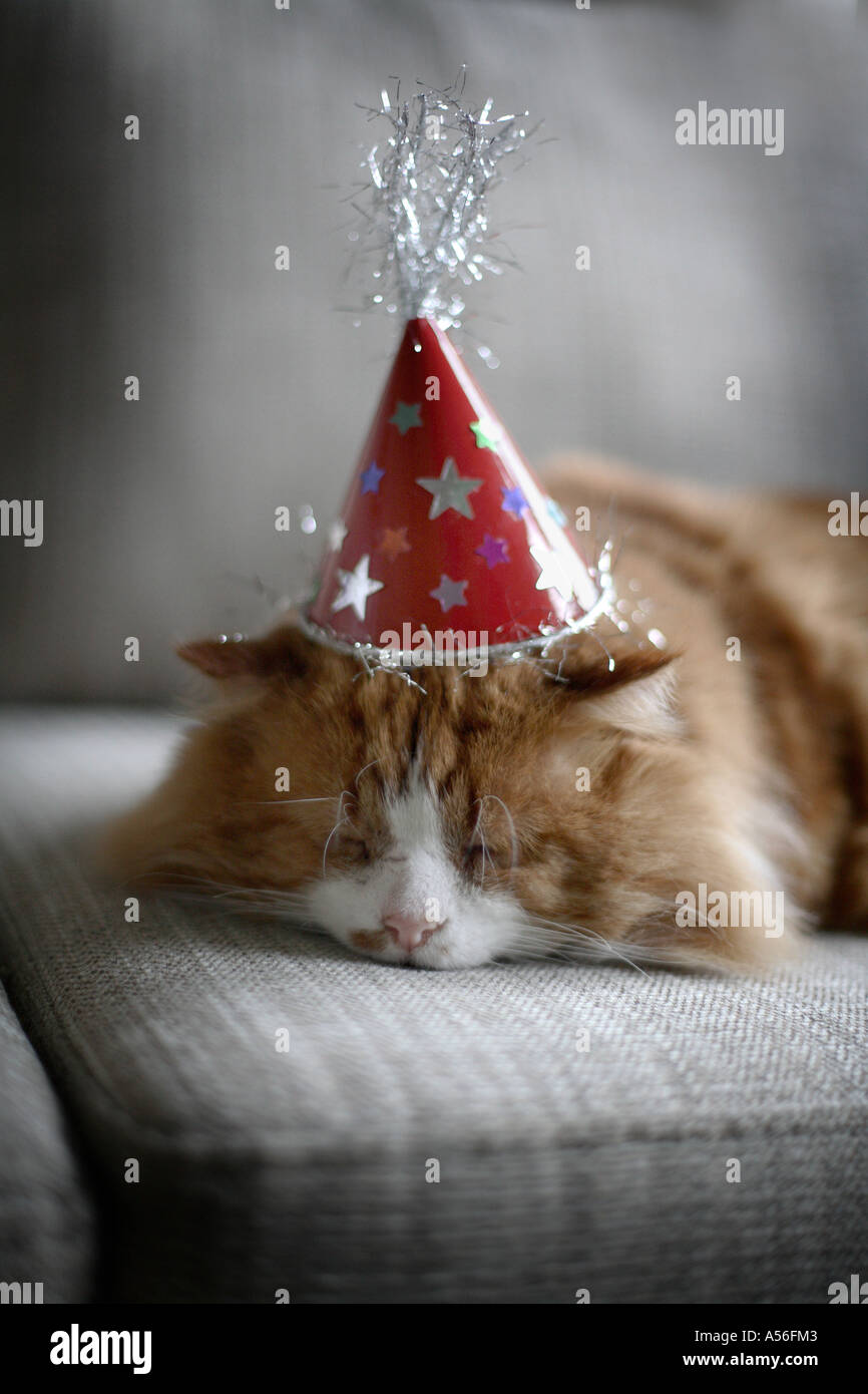 Ginger cat party hat hi-res stock photography and images - Alamy