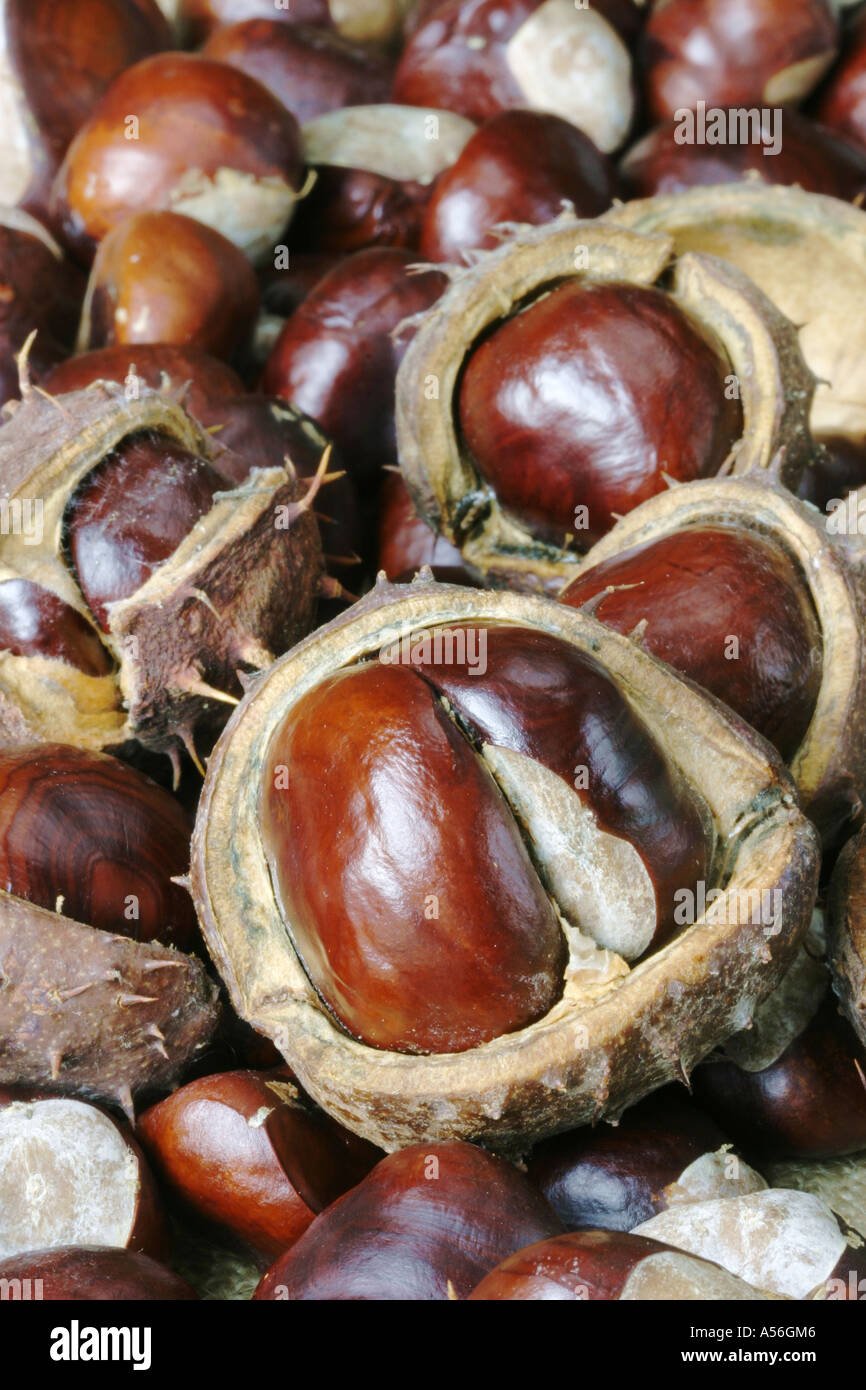 Fruits of the chestnut tree (Aesculus hippocastanum Stock Photo - Alamy