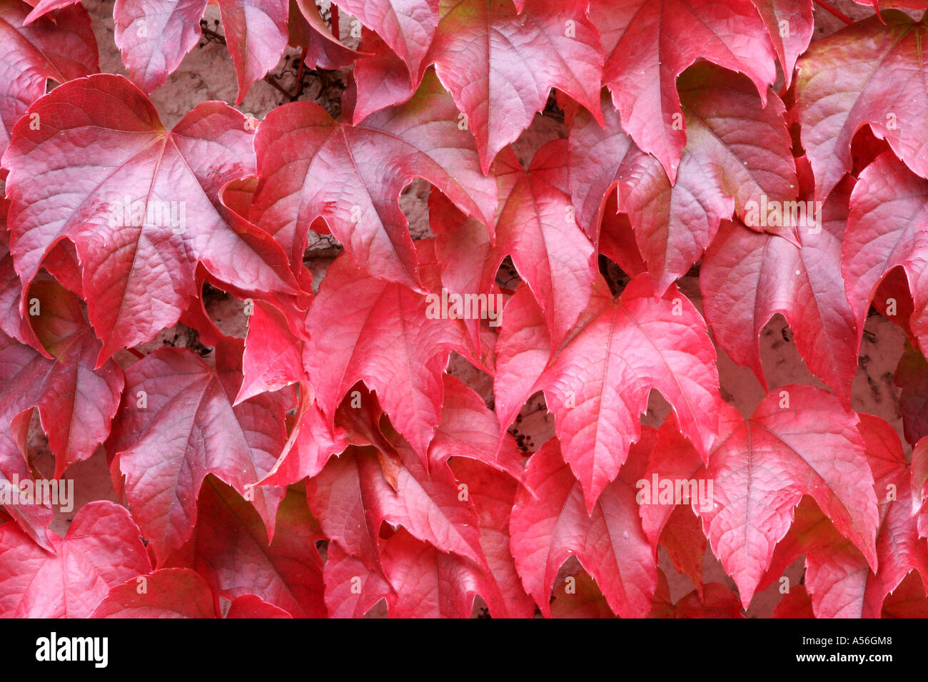 Virginia creeper leafs hi-res stock photography and images - Alamy