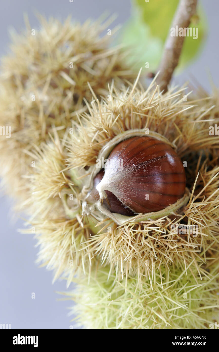 Edible chestnuts in the prickly peel Stock Photo - Alamy
