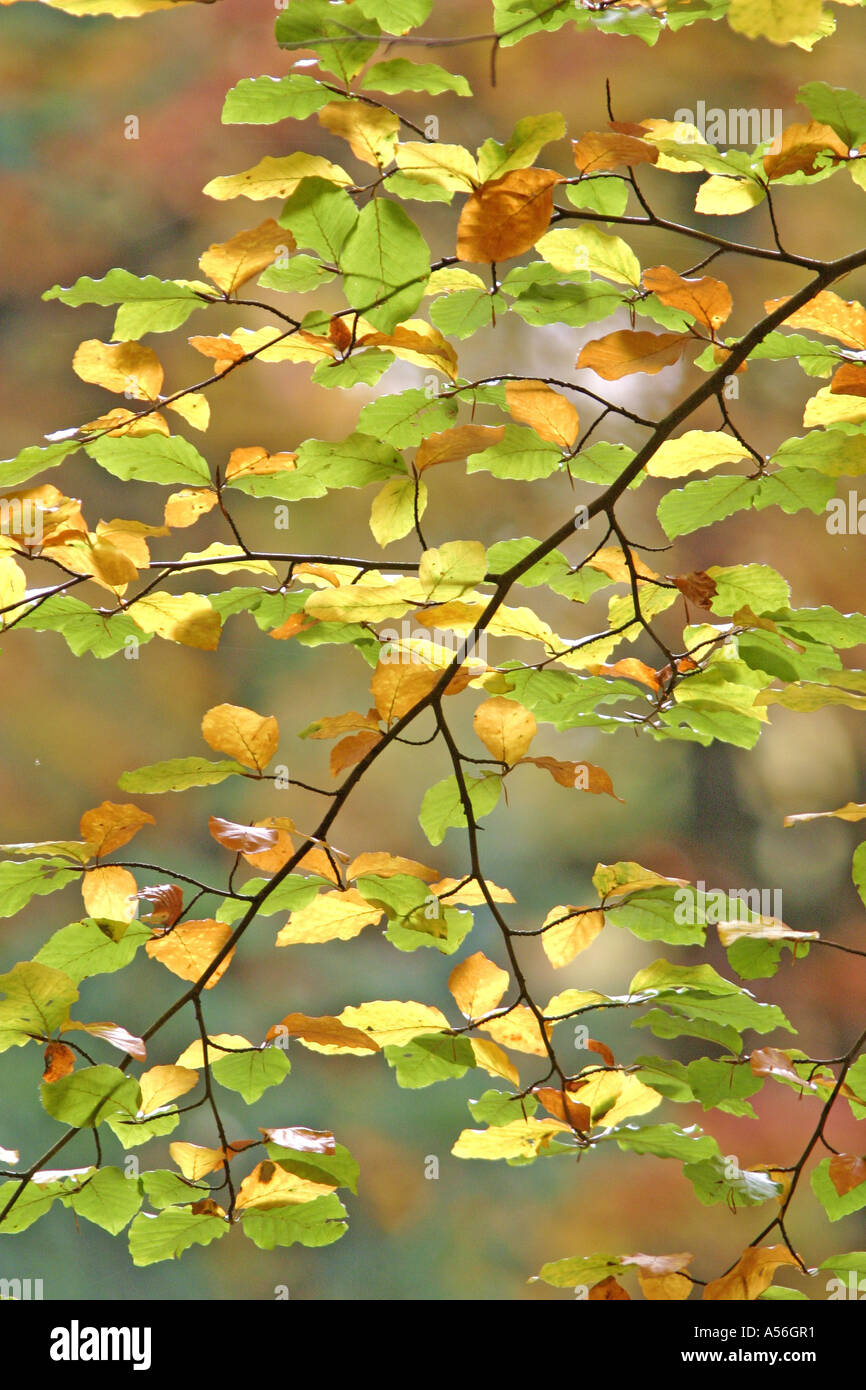 Colorful beech leafs hi-res stock photography and images - Alamy