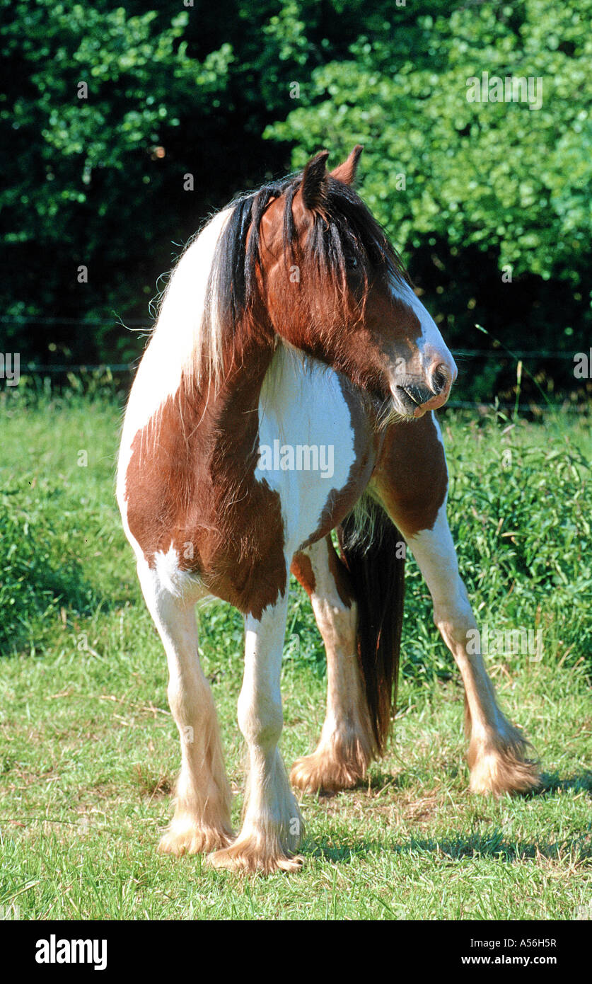 Tinker pferd hi-res stock photography and images - Alamy