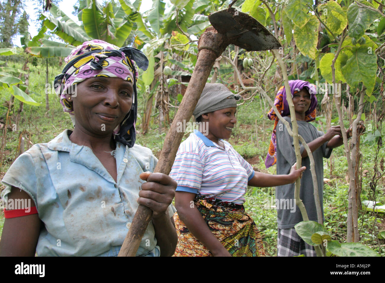 Painet iy8617 tanzania women females farmers hoes kighare same ...