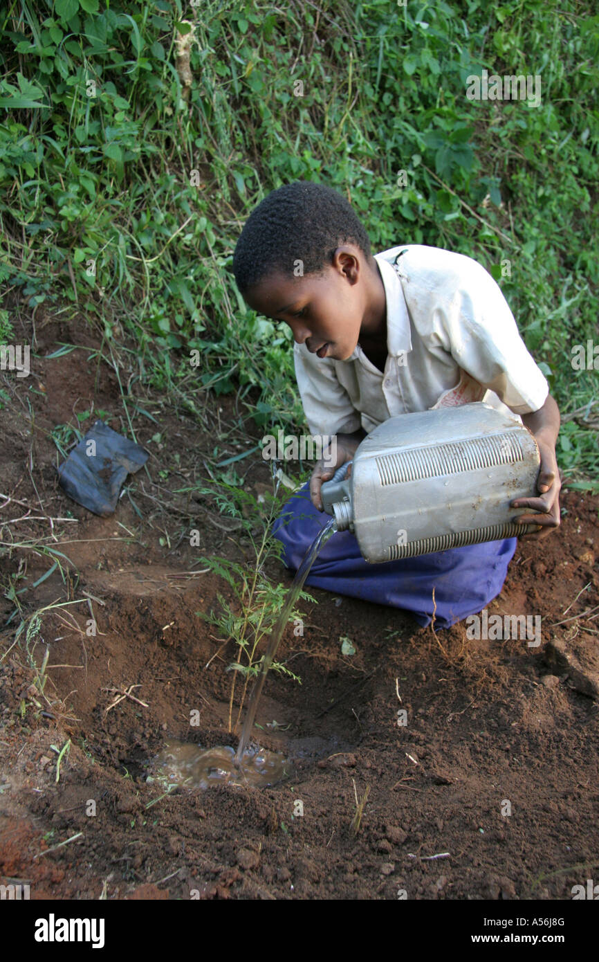Painet iy8639 tanzania school girl kid child watering tree just planted ...