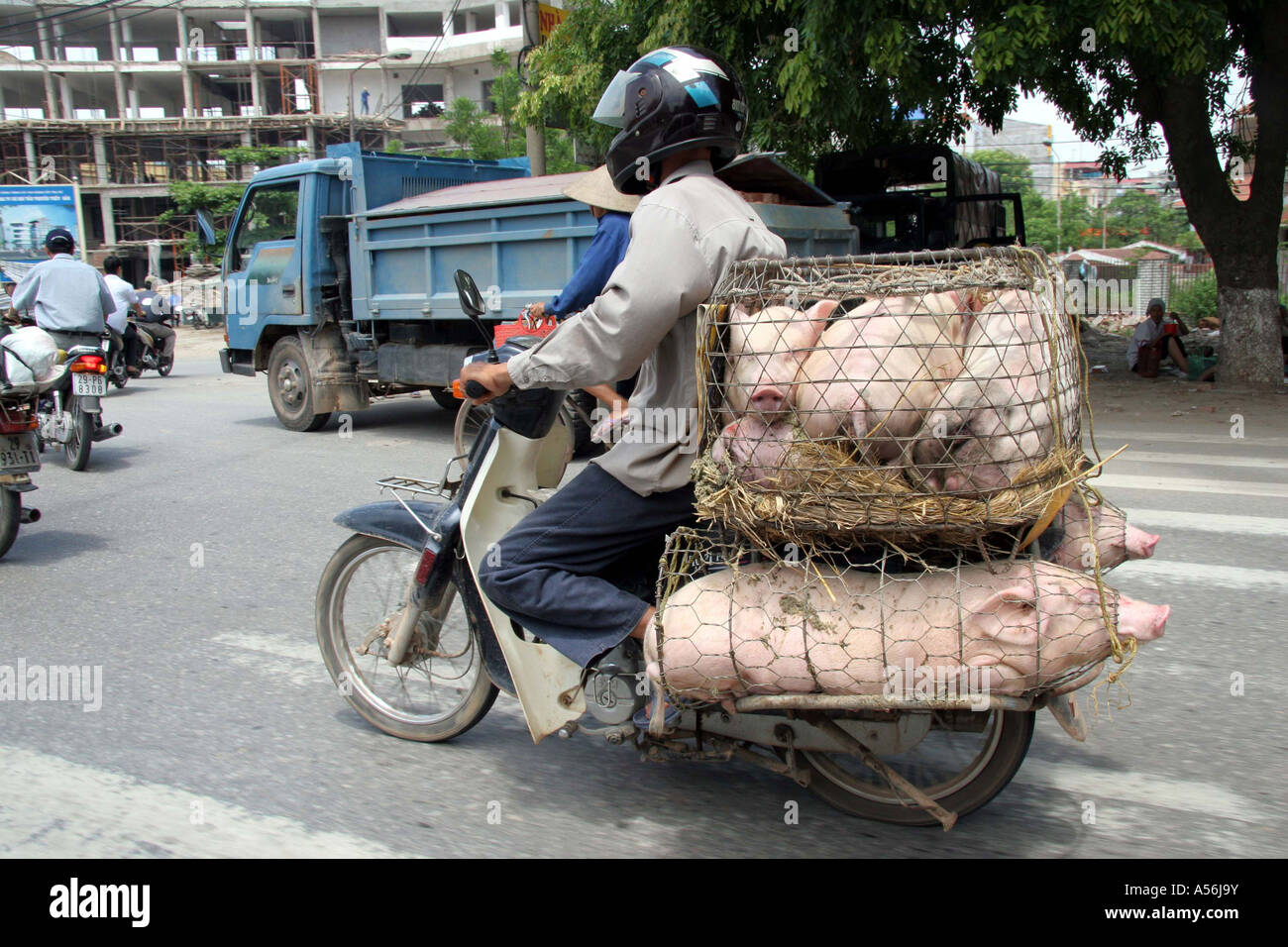 Painet iy8647 vietnam man male carrying pigs market motorcycle hanoi ...