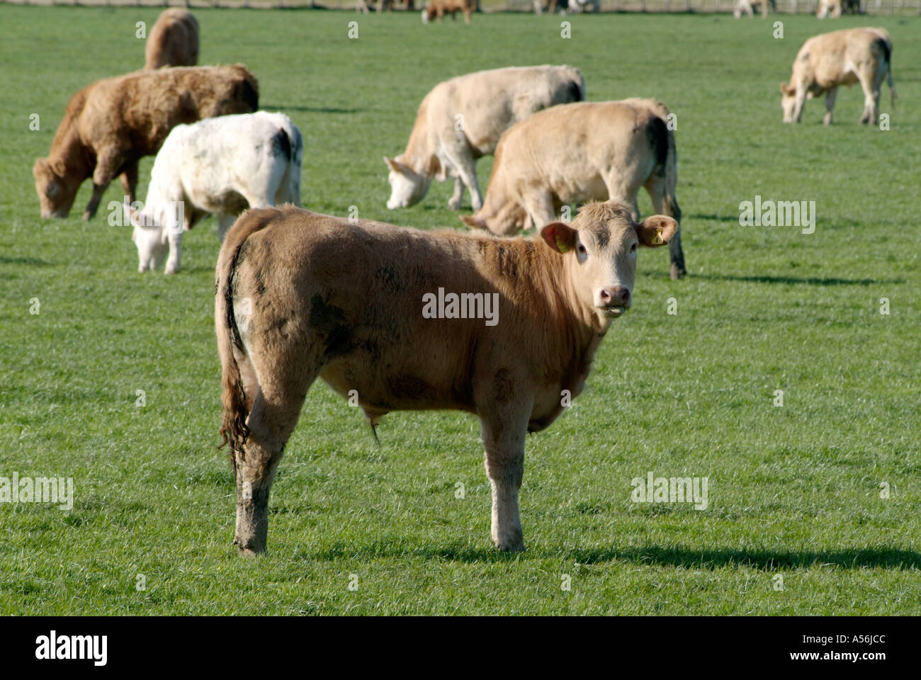 cattle beef cow bull farm farming leather beefburger burger animal ...