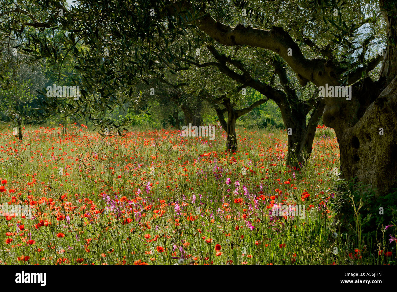Grove with olive trees and field poppies Papaver rhoeas and Field ...