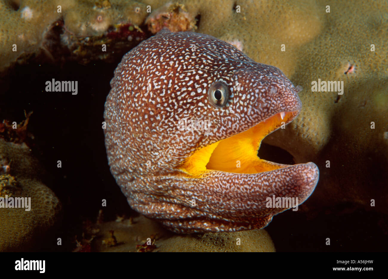 Gelbmaulmuräne Gymnothorax nudivomer Fahal Island Oman Asien Diving ...