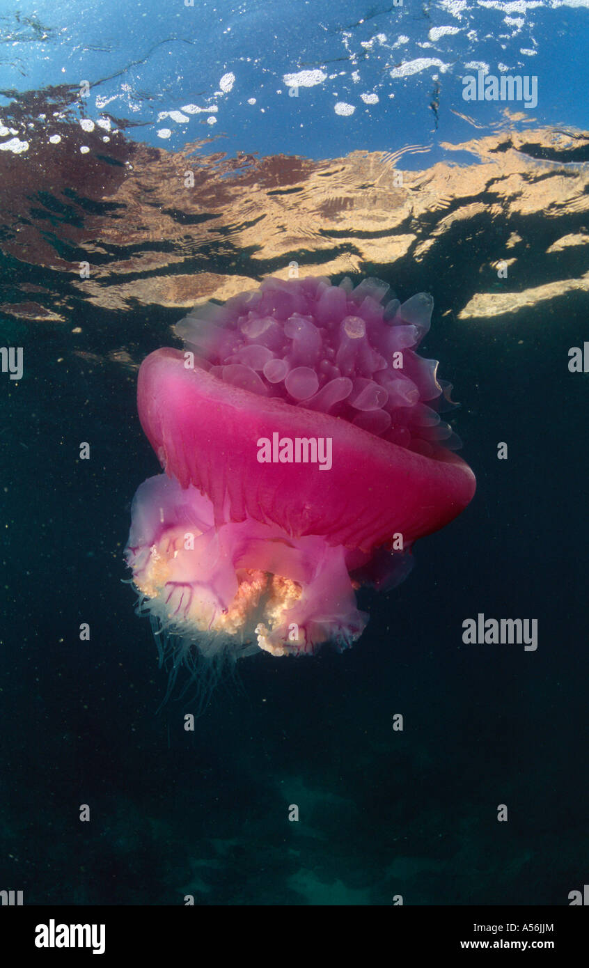 Fahal island hi-res stock photography and images - Alamy