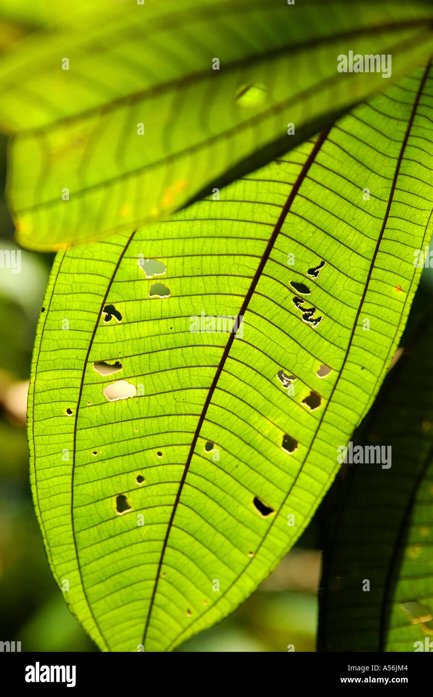 Amazon leaves hi-res stock photography and images - Alamy